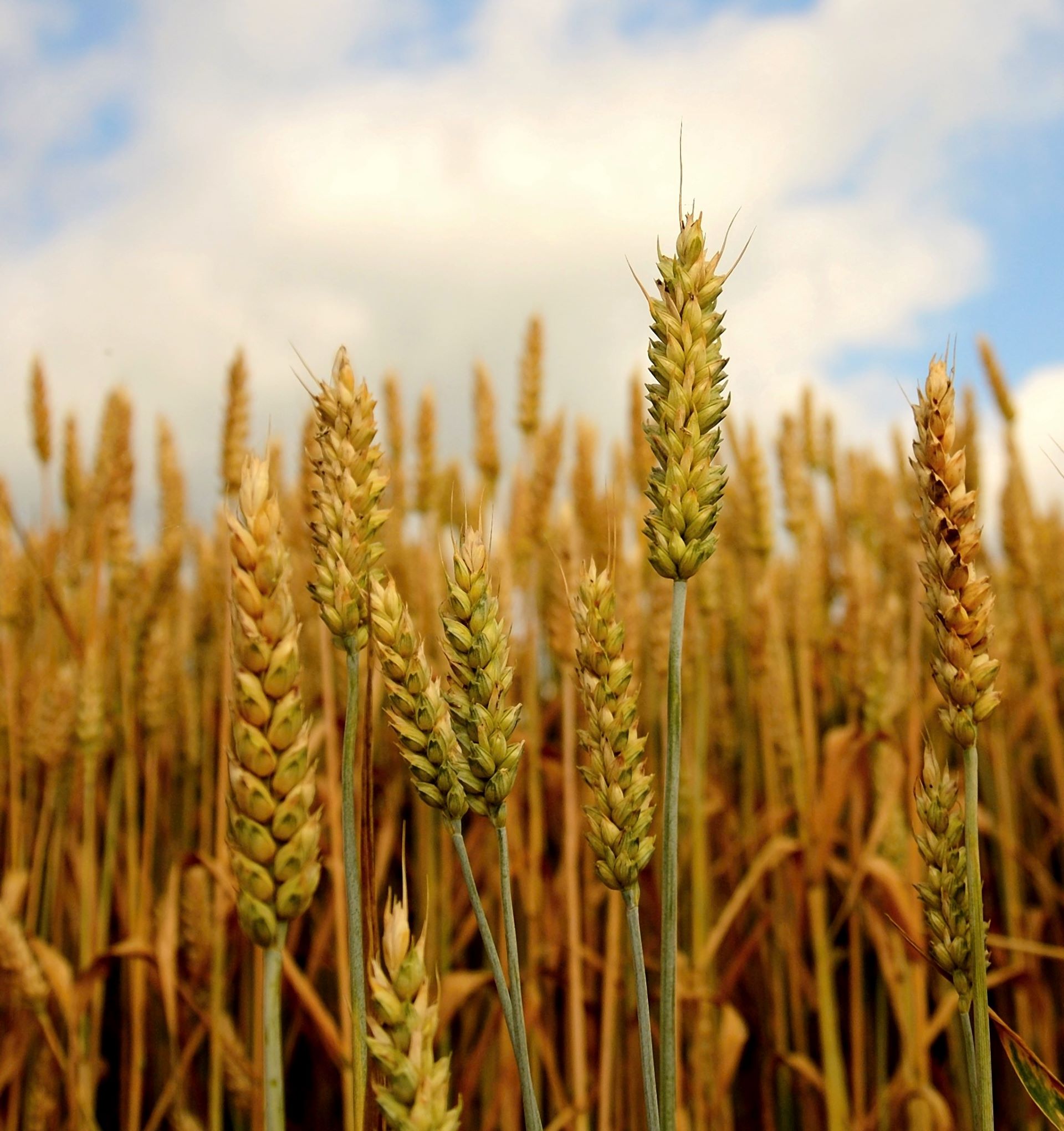 Trigo HB4 tolerante a la sequía es aprobado en Paraguay